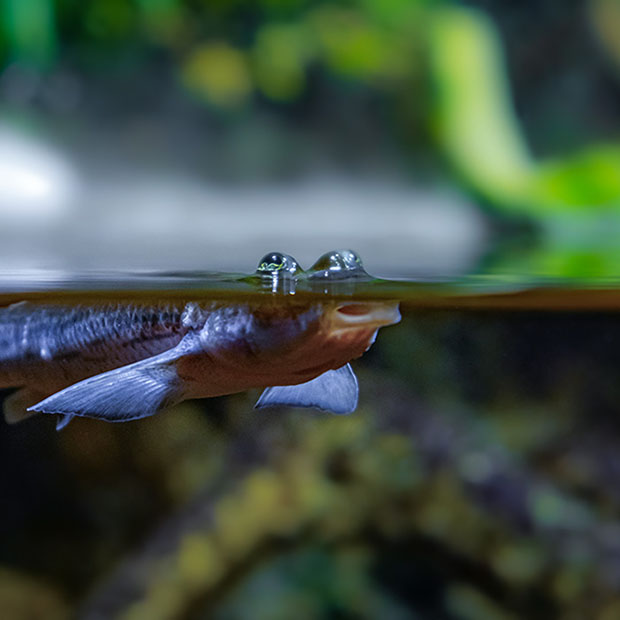 A Look at the Strangest Eyes in Nature – Wenatchee WA | Vision Source ...